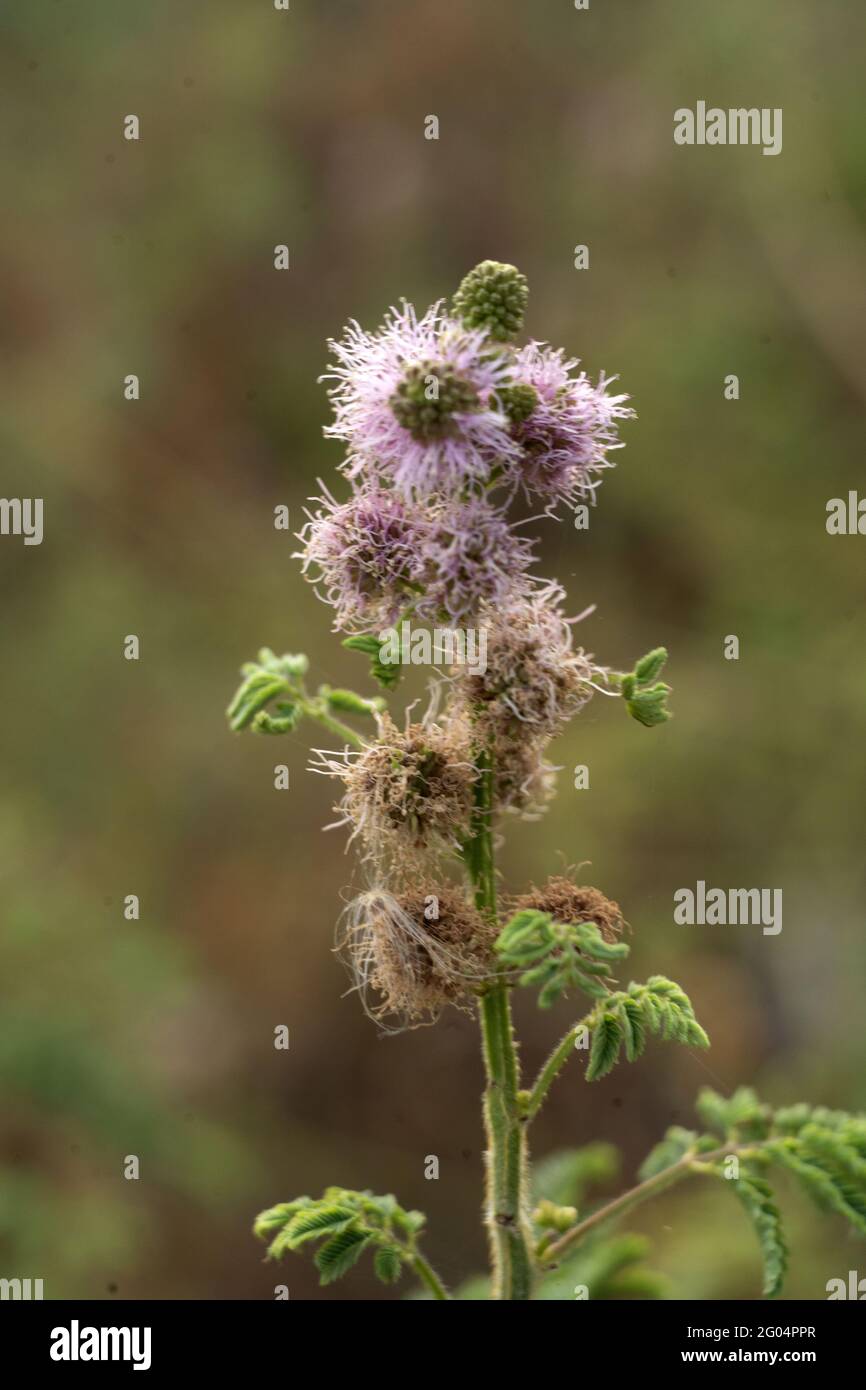 Peppermint flowers hi-res stock photography and images - Alamy