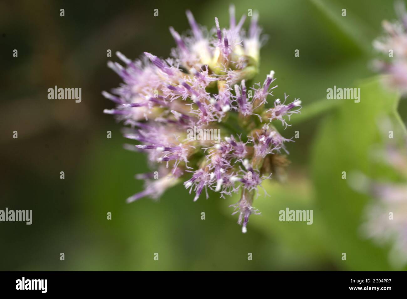 Peppermint decoration hi-res stock photography and images - Alamy