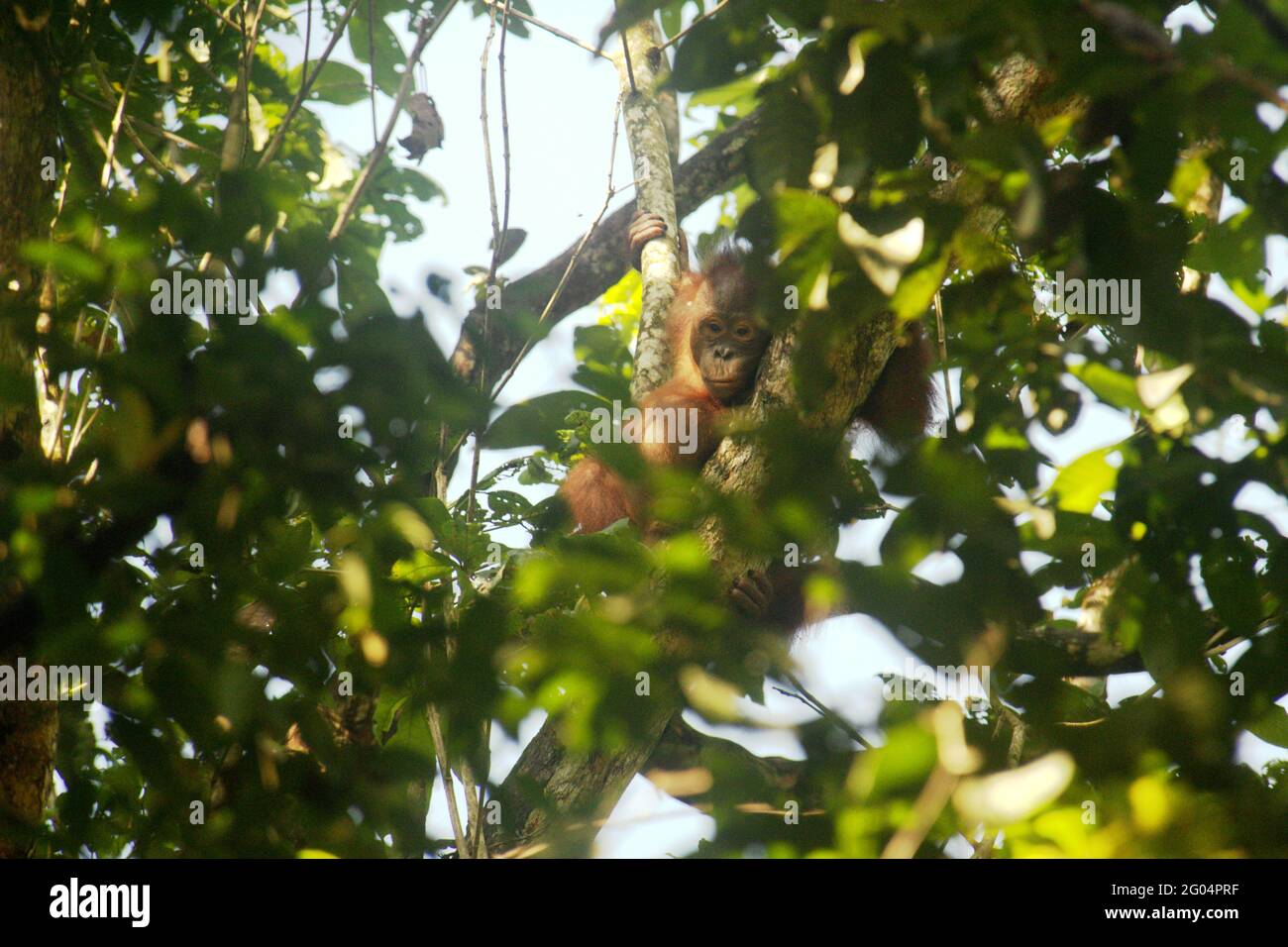 Wild orangutan baby. Northeast Bornean orangutan (Pongo pygmaeus morio ...