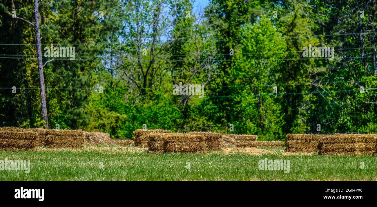 Bales of Hay in Field Stock Photo - Alamy