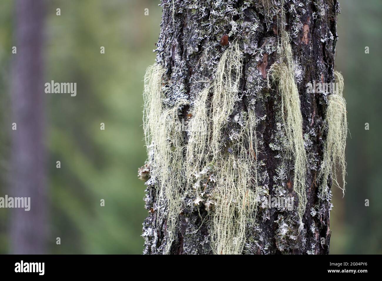 Closeup shot of white usnea lichens grown on a tree on a blurred ...