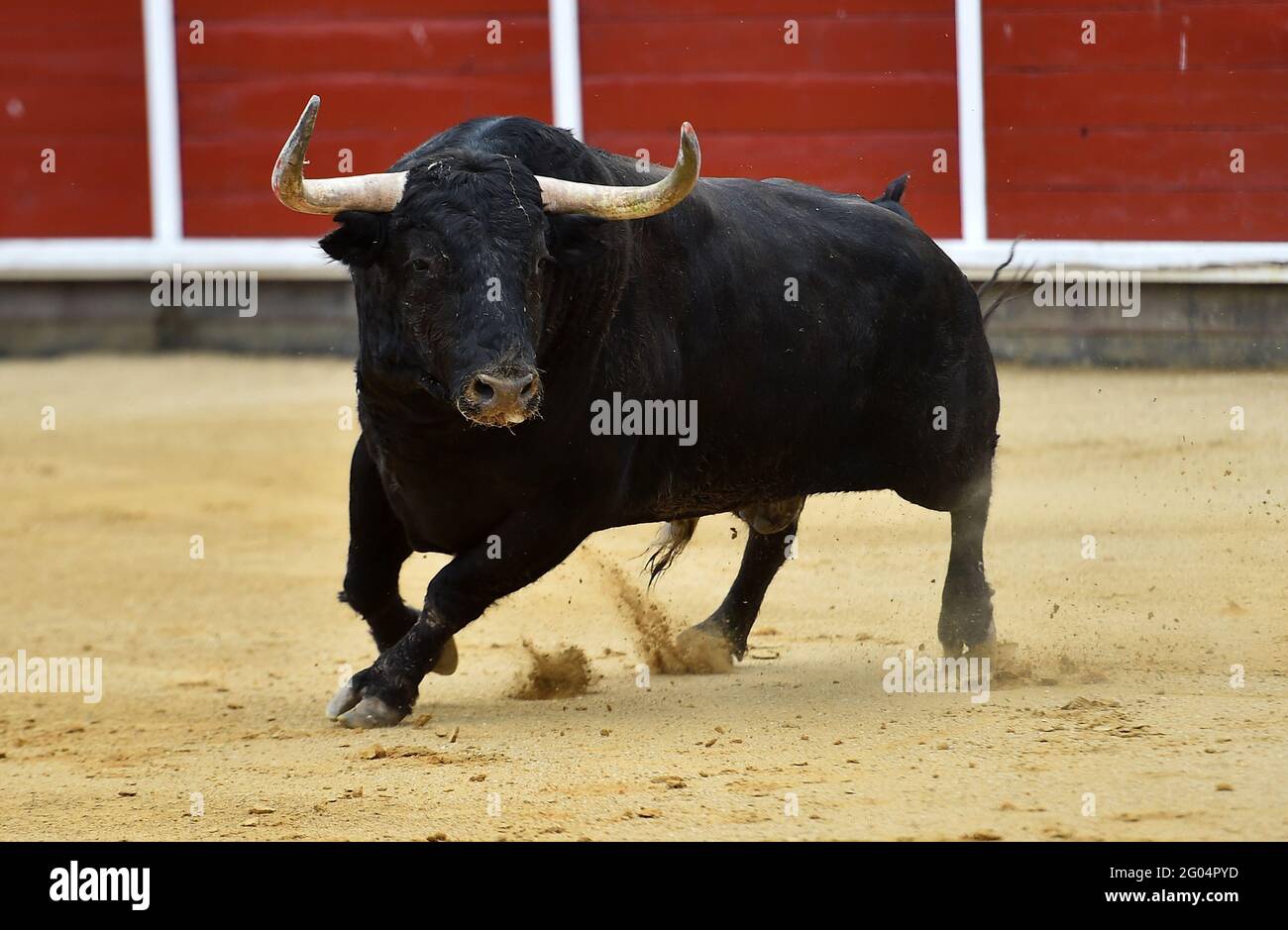 a black bull with big horns in the bullring Stock Photo - Alamy