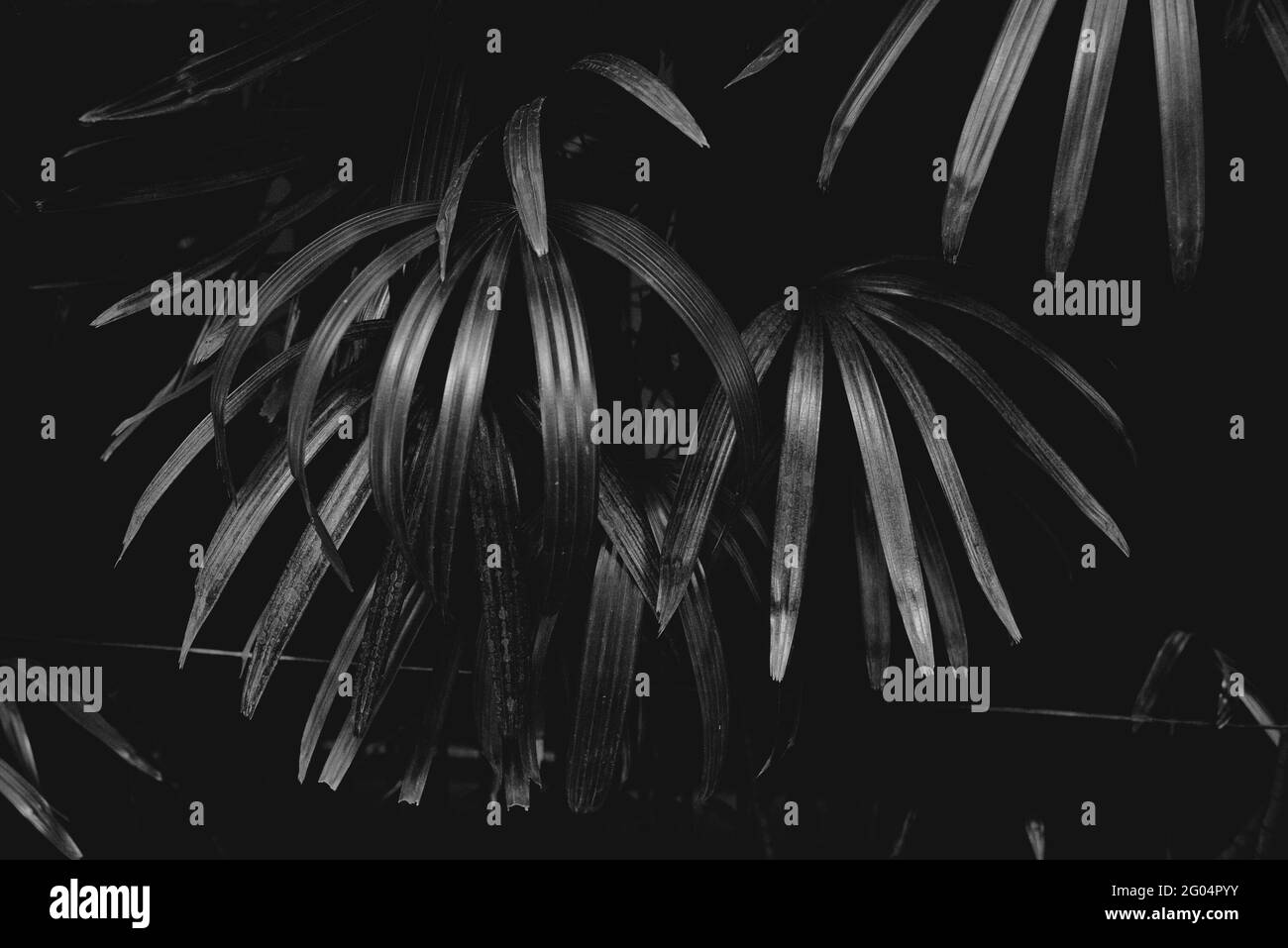 Closeup grayscale shot of tropical plants Stock Photo - Alamy