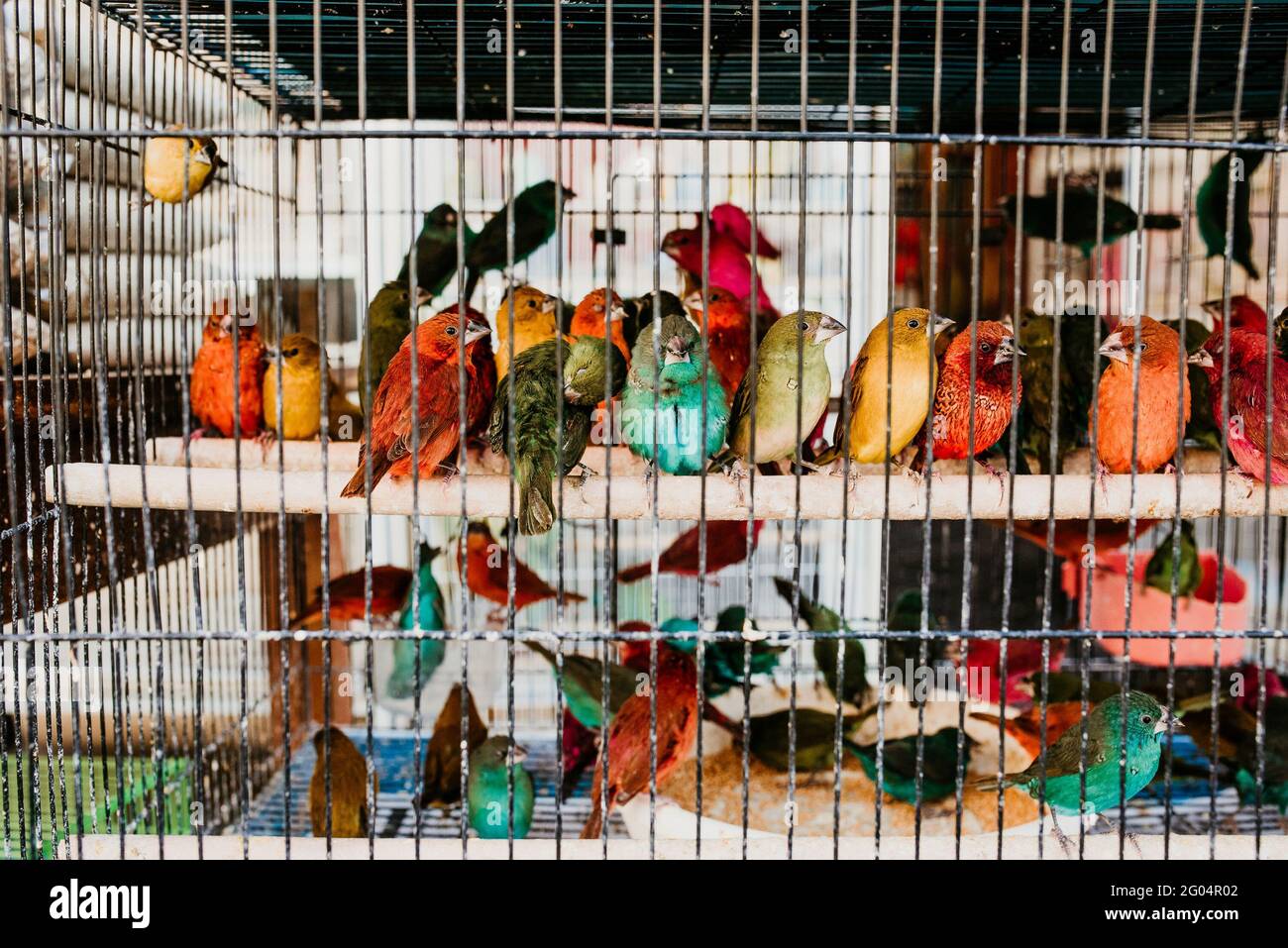 Birds in a cage hi-res stock photography and images - Alamy