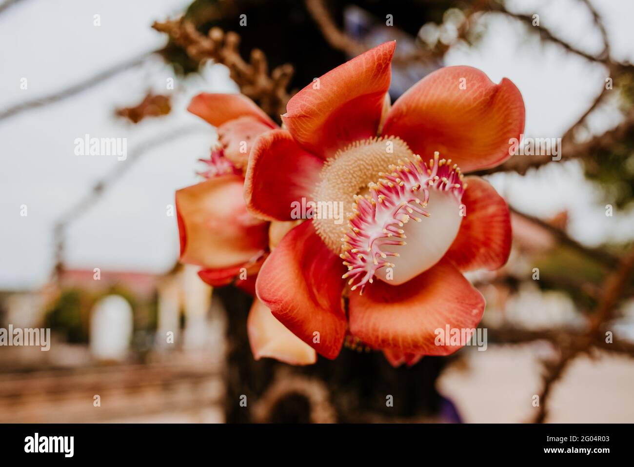 Closeup shot of a beautiful cannonball flower in a garden Stock Photo ...