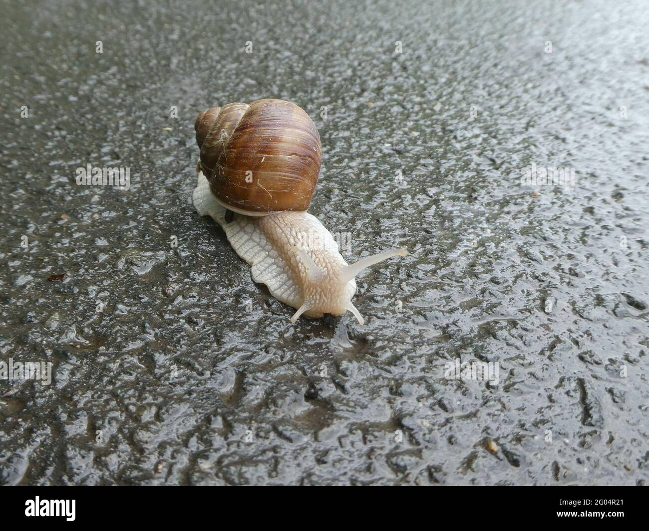 Snail on a wet sidewalk after the rain Stock Photo - Alamy