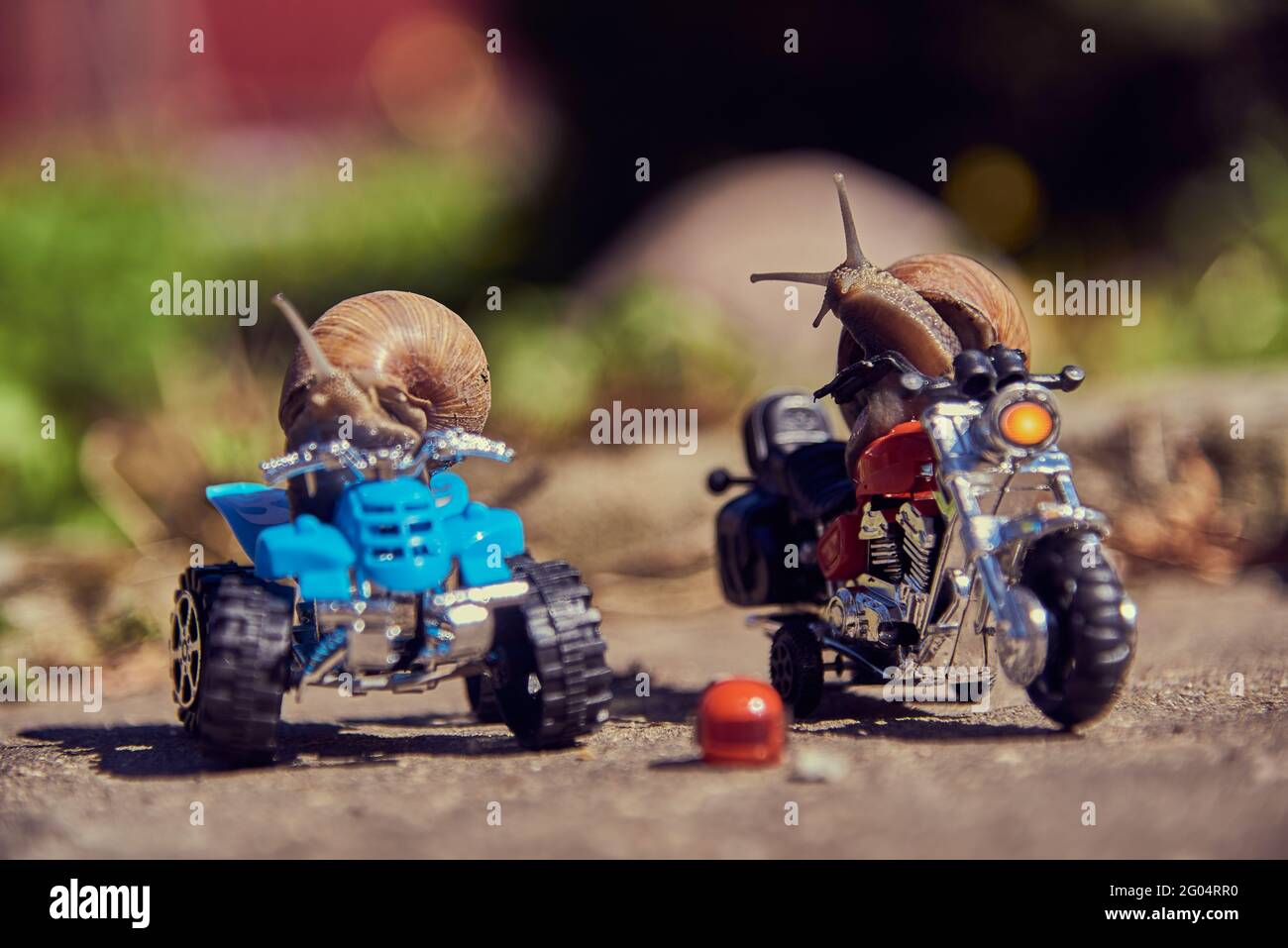 Selective Focus on the head of the right snail. One grape snail on a ...