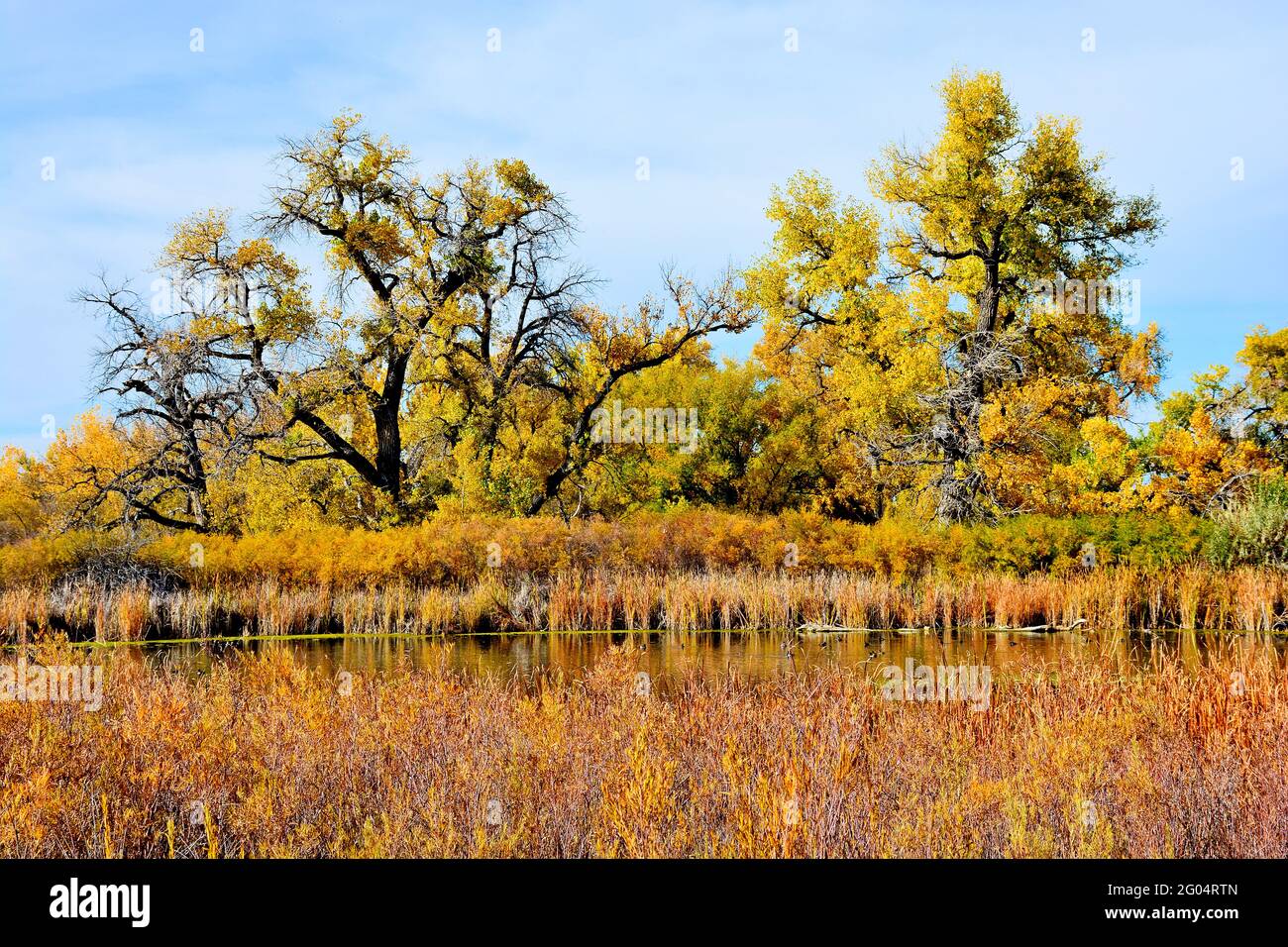 Landscape of a lake surrounded by bushes and trees under the sunlight ...