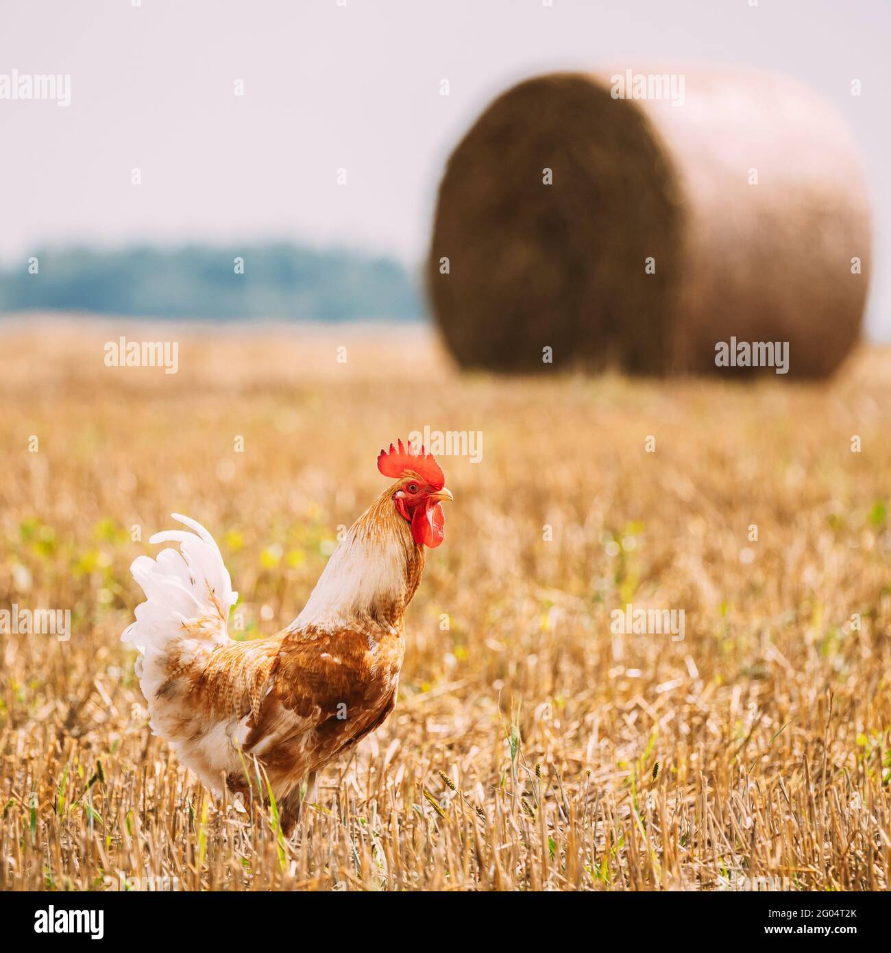 Rooster and hen hi-res stock photography and images - Alamy