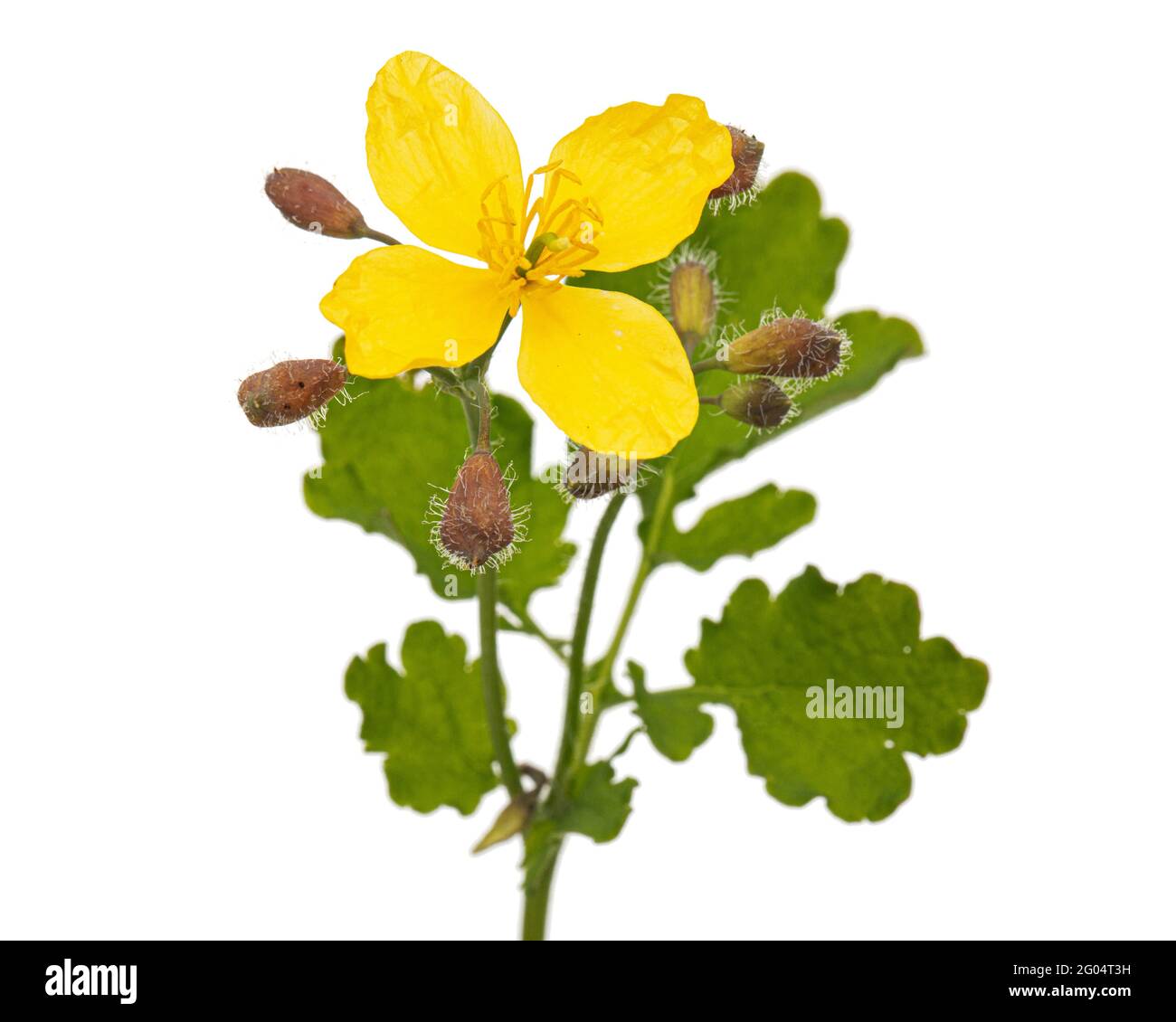 Yellow flower of celandine, lat. Chelidonium, isolated on white ...