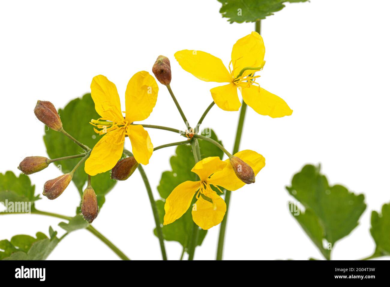 Yellow flowers of celandine, lat. Chelidonium, isolated on white ...
