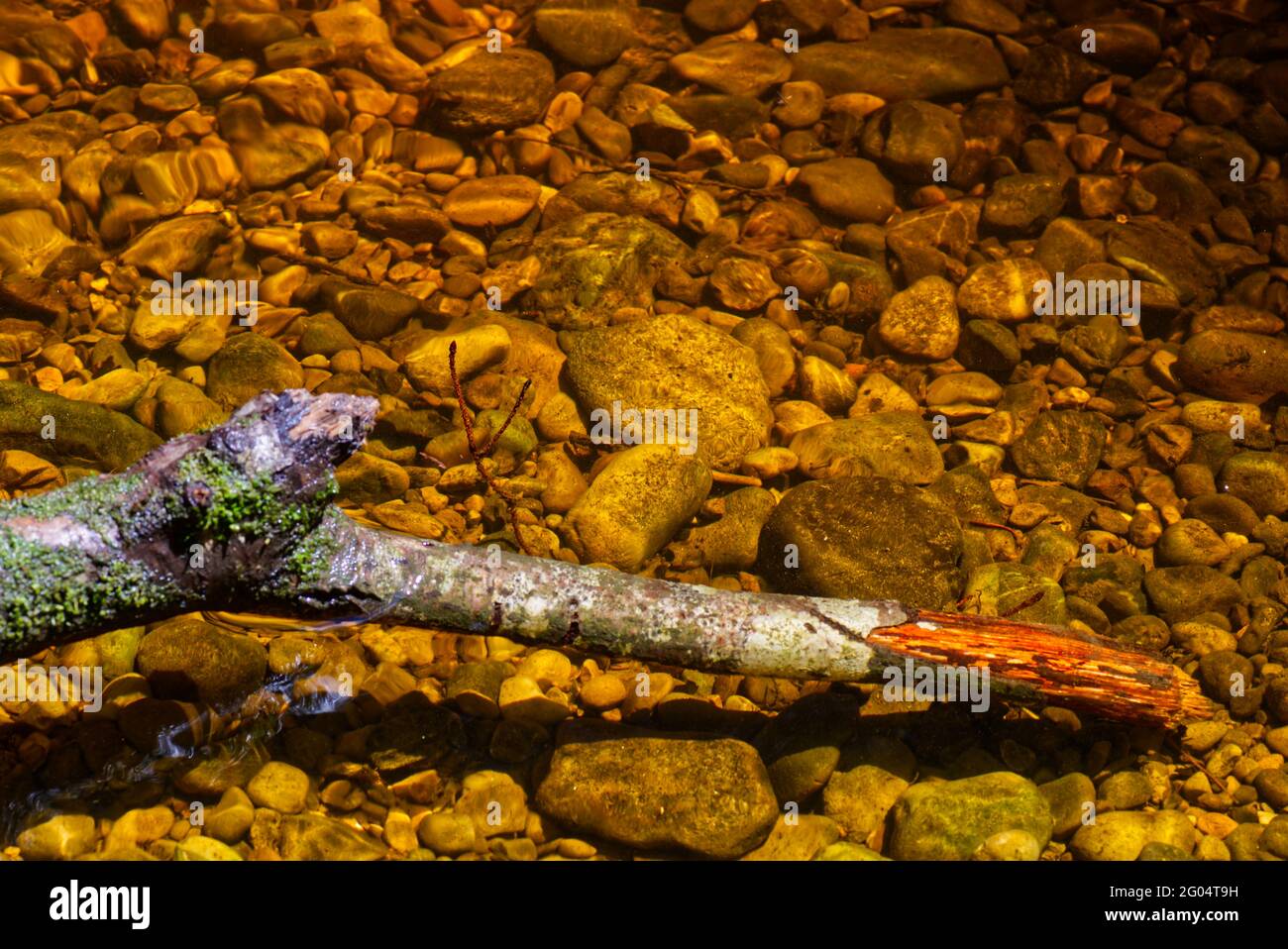 Closeup of a broken tree branch fallen on the shallow rocky river Stock ...