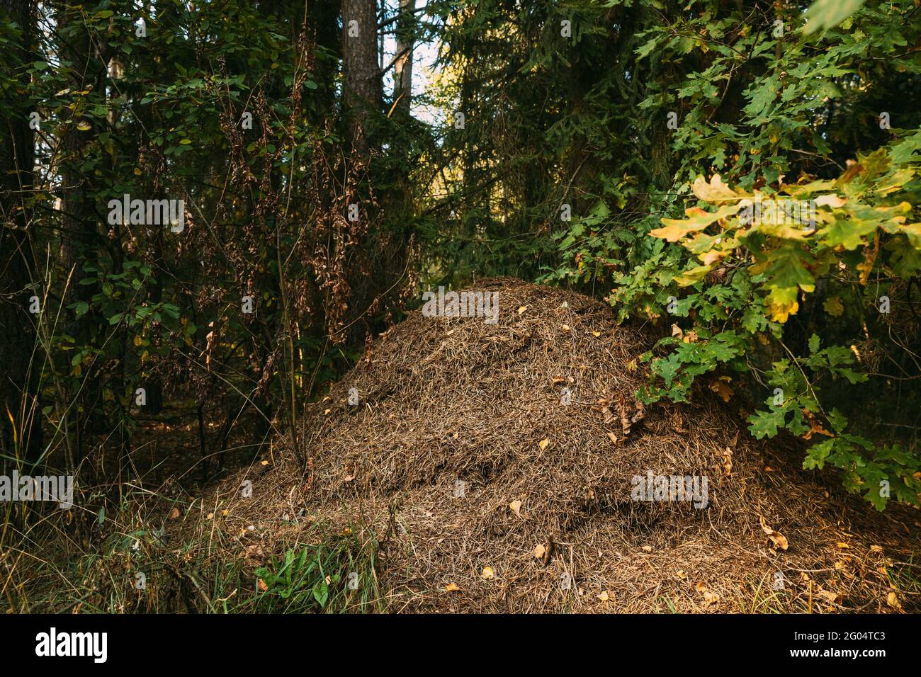 Red Forest Ants (Formica Rufa) In Anthill Under Pine Tree. Red Ant ...