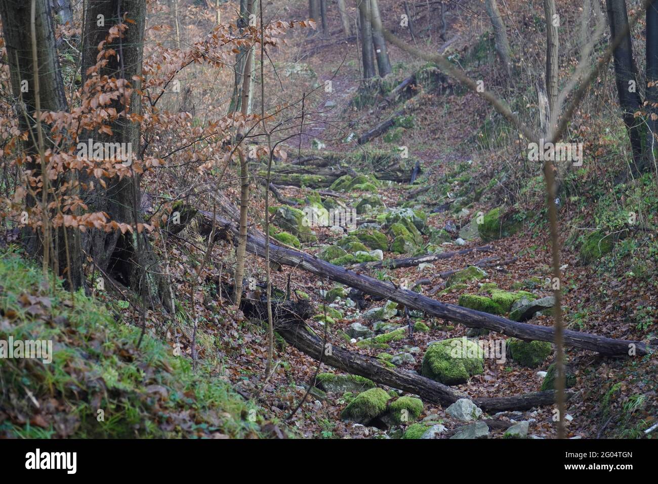 Fallen tree trunks in a forest Stock Photo - Alamy