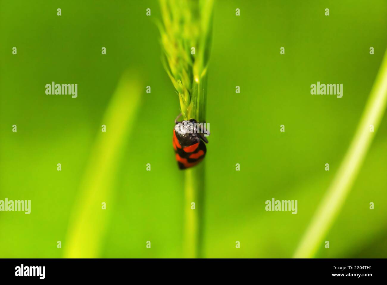 Fire bug hi-res stock photography and images - Alamy