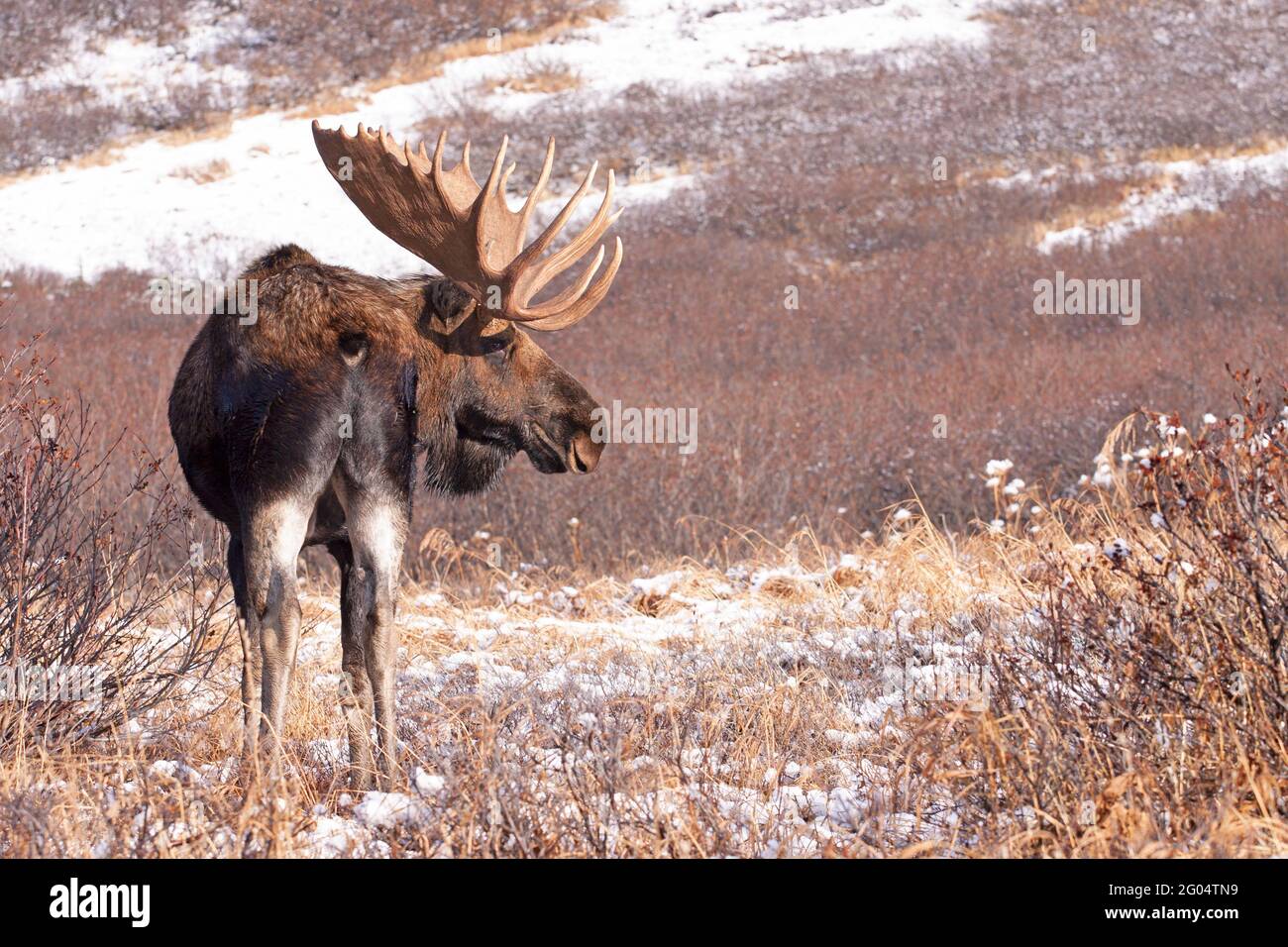 Large breeding range hi-res stock photography and images - Alamy