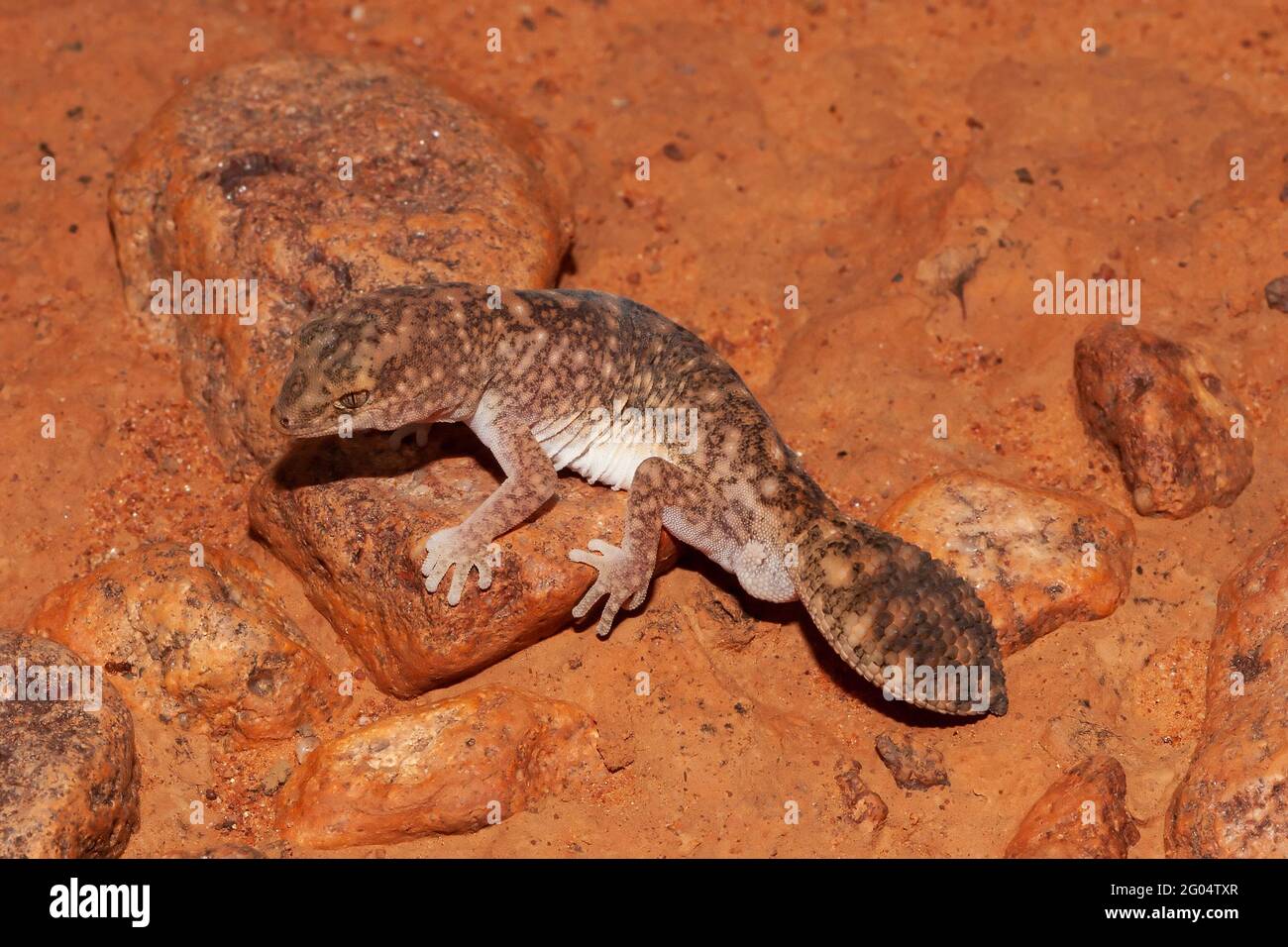 Australian Fat tailed Gecko Stock Photo - Alamy