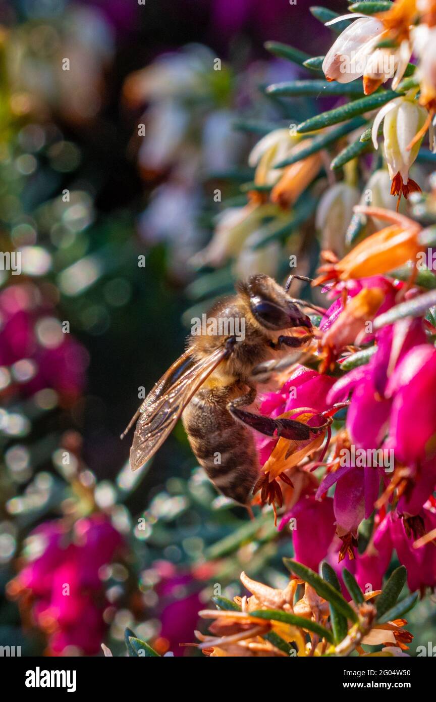 Closeup of a bee collecting pollen from purple erica flowers Stock ...