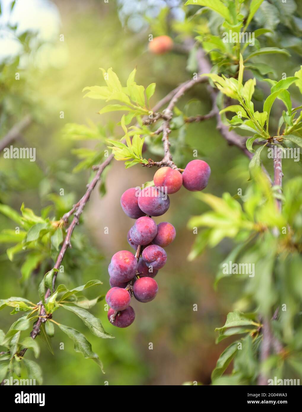 Red cherry plum hi-res stock photography and images - Alamy