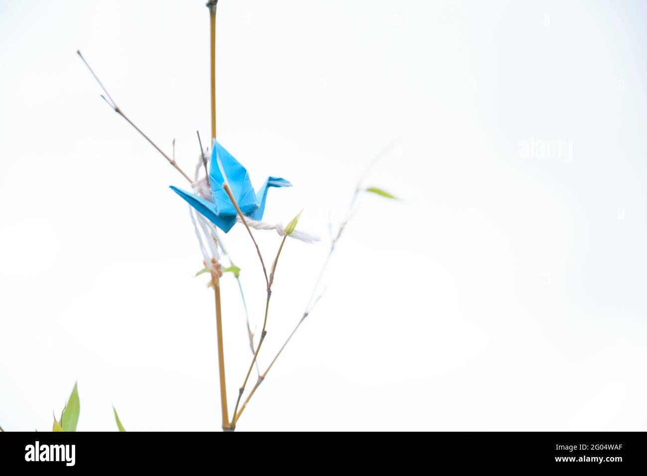 Blue origami crane, Japanese symbol of peace, hanging on a bamboo plant ...