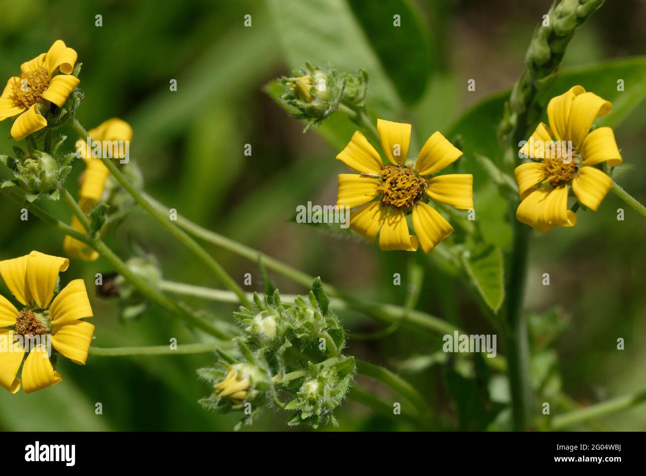 Engelmann daisy hi-res stock photography and images - Alamy