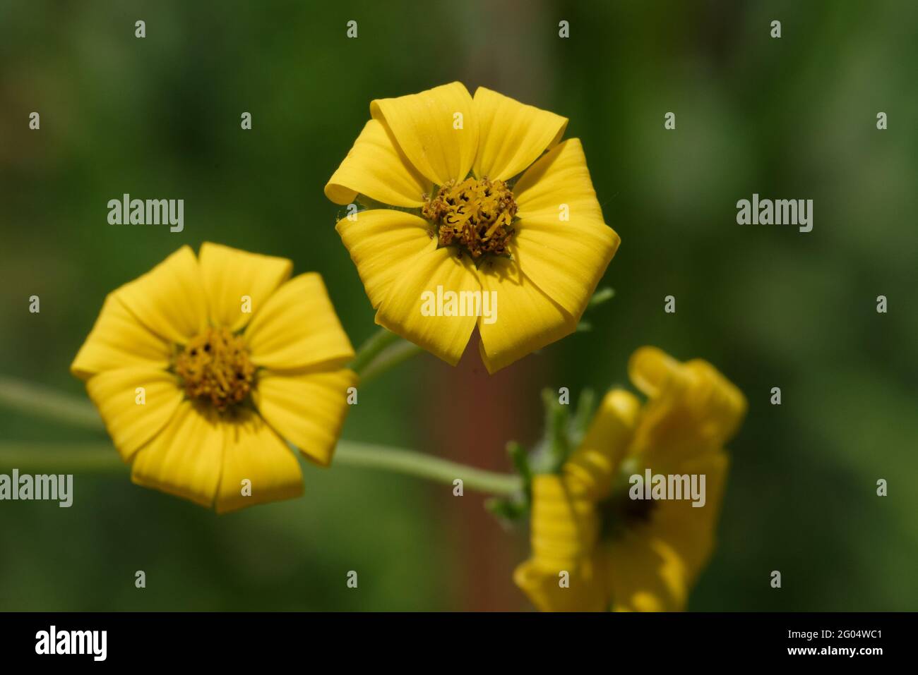 Engelmann daisy hi-res stock photography and images - Alamy
