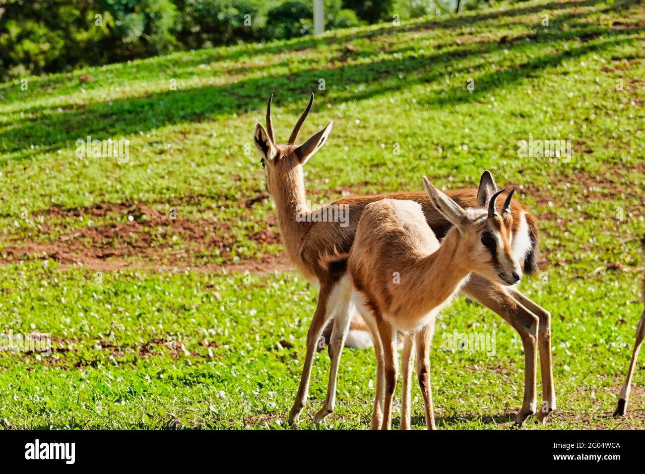 Closeup shot of baby springboks in a grassland Stock Photo - Alamy