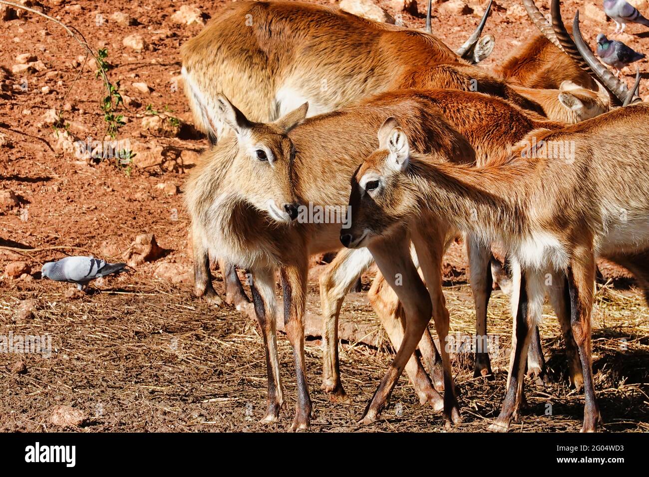 Saigas hi-res stock photography and images - Alamy