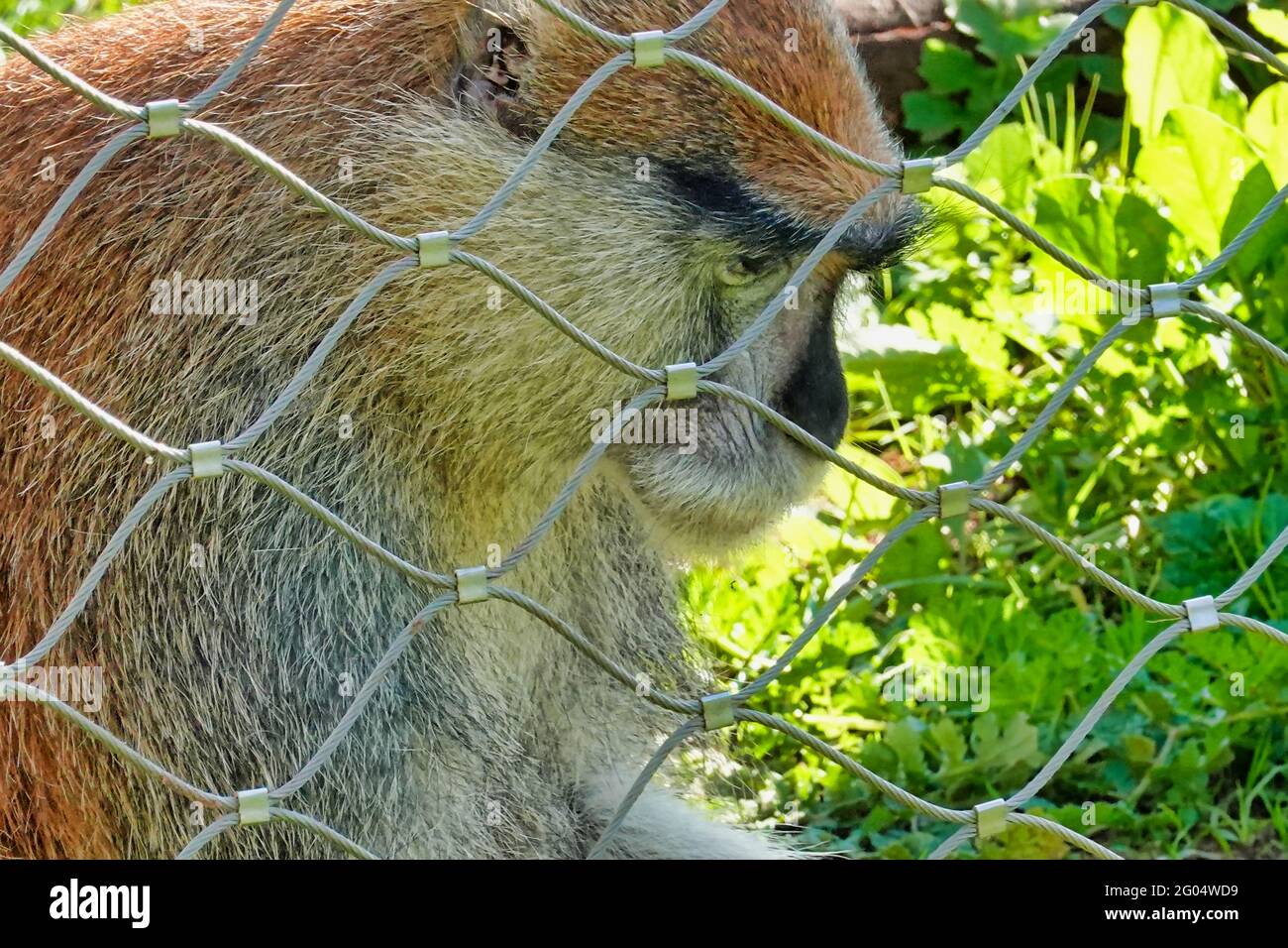 Monkey chain hi-res stock photography and images - Alamy