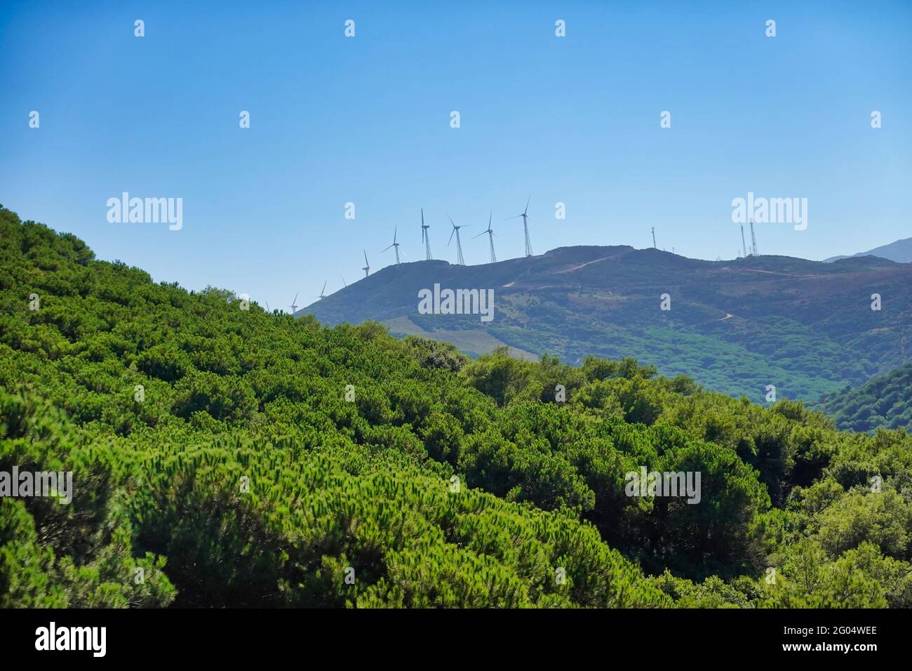Beautiful shot of dense forests on the background of the clear sky ...