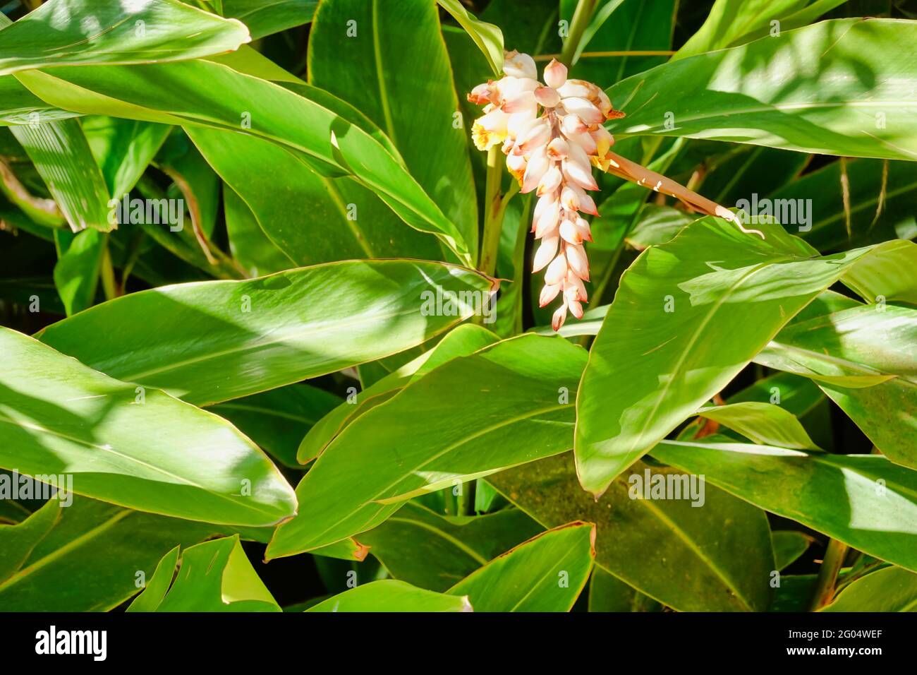 Closeup shot of leaves and flower of Shell ginger on a sunny day Stock ...