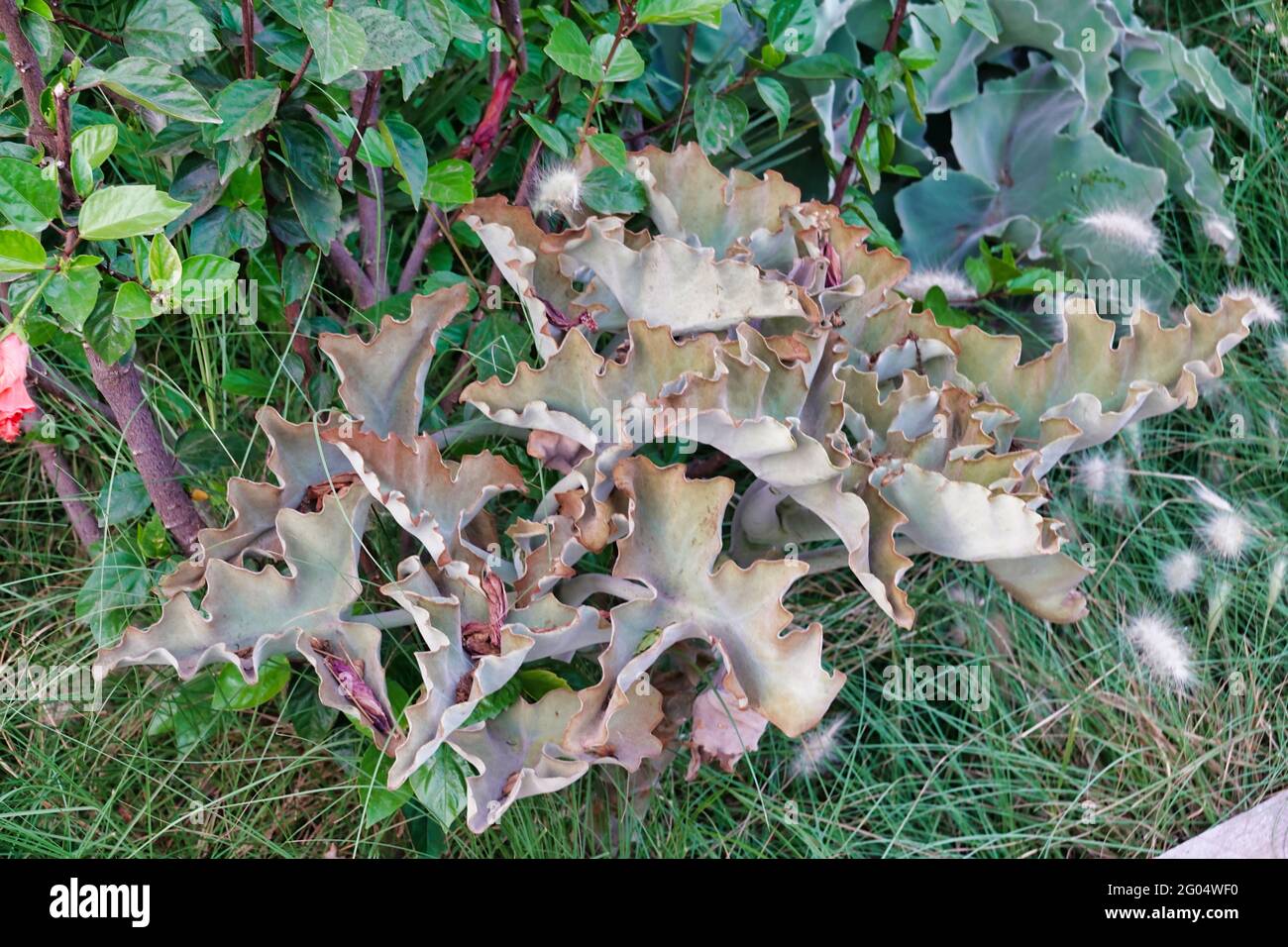 Felt bush kalanchoe beharensis leaves hi-res stock photography and ...