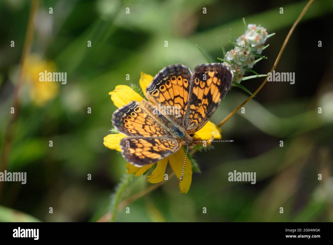 Pearl crescent phyciodes hi-res stock photography and images - Alamy