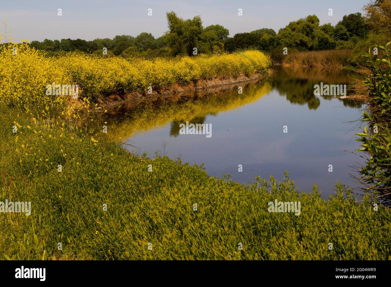 Yellow Sweet Clover, Melilotus officinalis, produces a brilliant ...