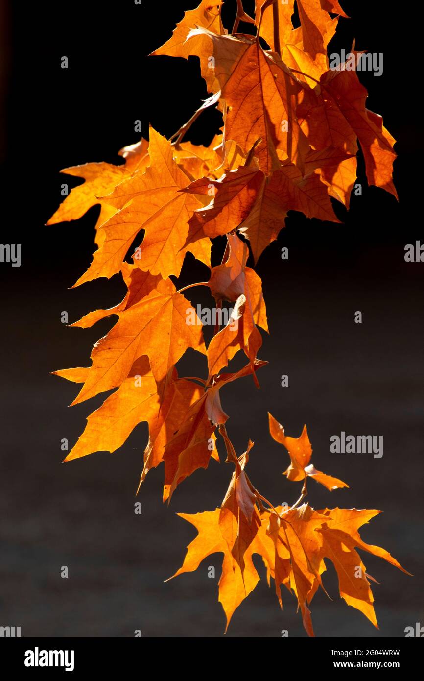 Fall colors explode on back-lit California Sycamore leaves Stock Photo ...
