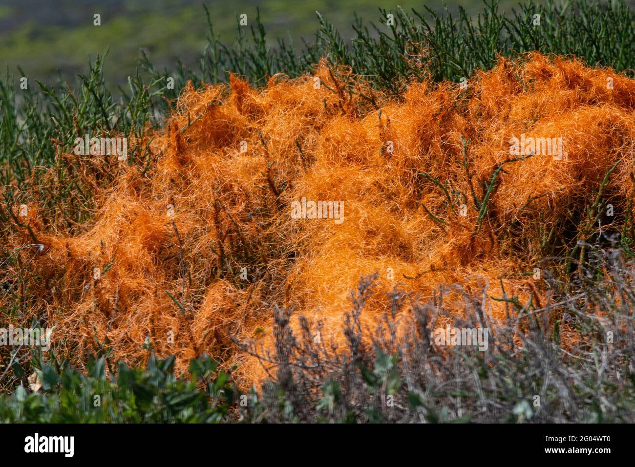 Dodder, Cuscuta spp., is an introduced and invasive holo-parasitic vine ...