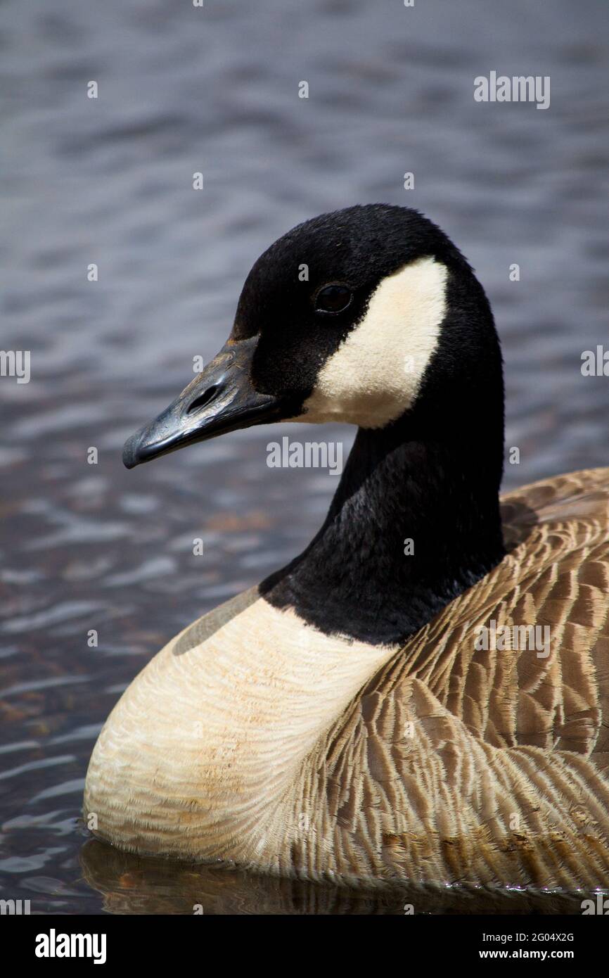 Female Canadian Goose on a lake Stock Photo - Alamy
