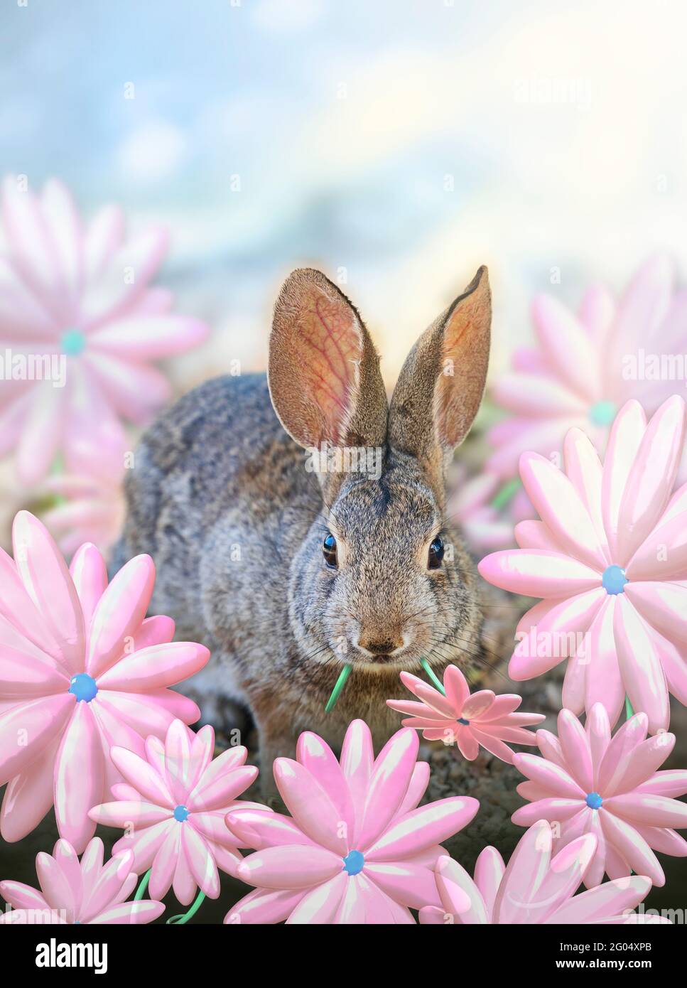 Cute cottontail rabbit hi-res stock photography and images - Alamy