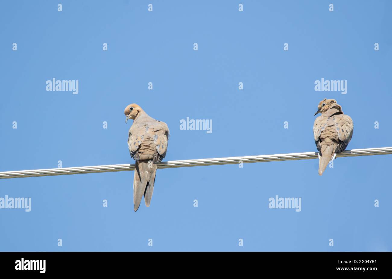 Mourning doves sky hi-res stock photography and images - Alamy