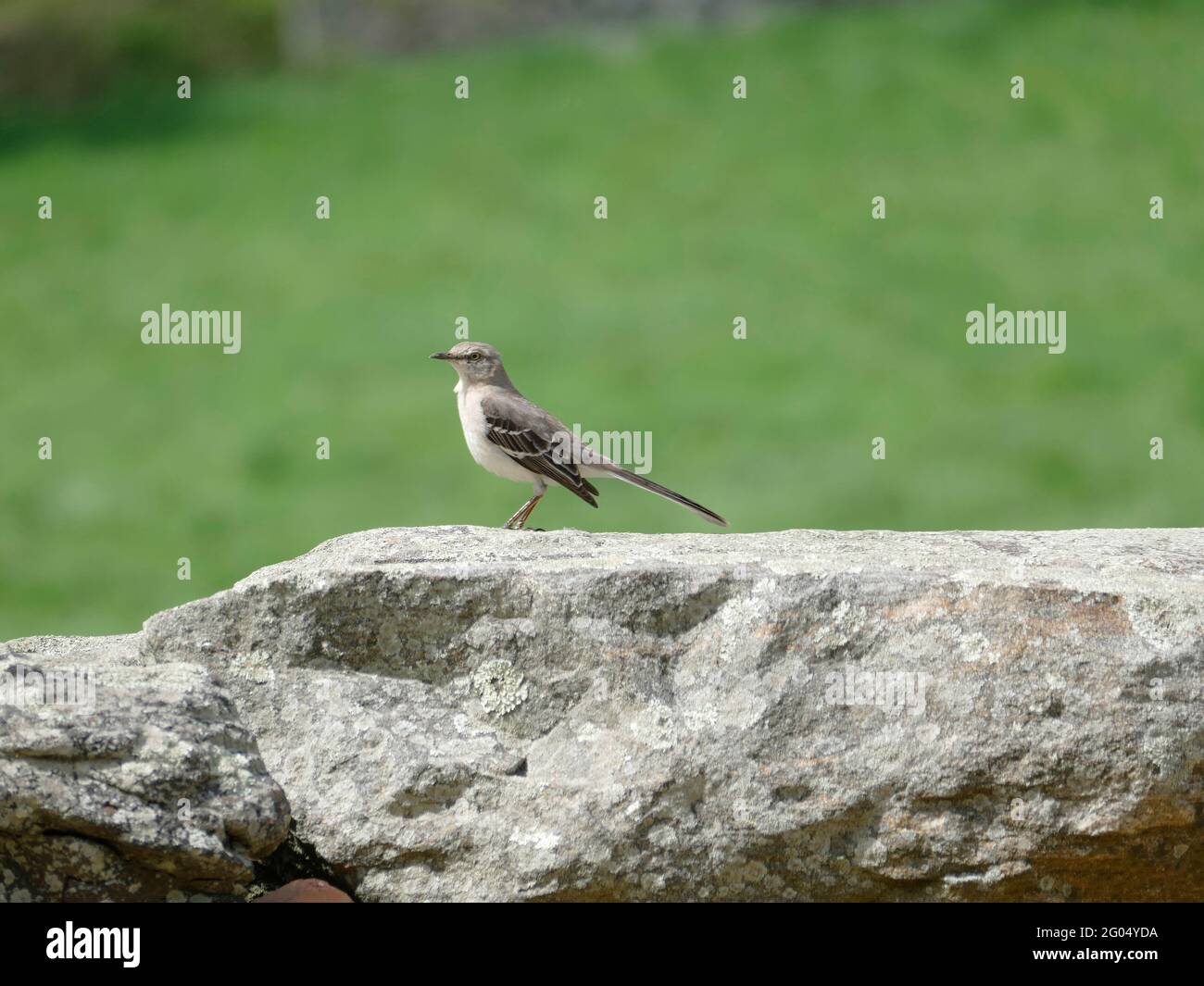 Photos of mockingbirds hi-res stock photography and images - Alamy