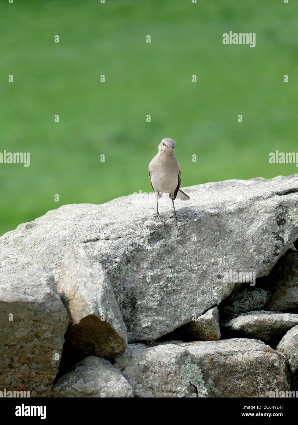 Photos of mockingbirds hi-res stock photography and images - Alamy