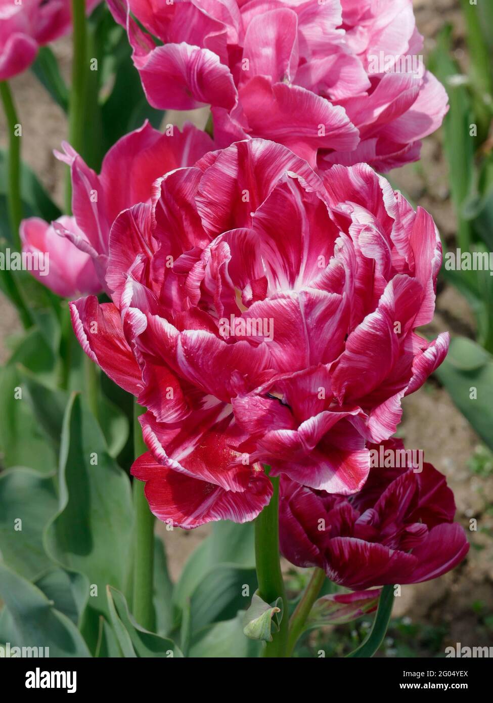 Double late tulip variety hi-res stock photography and images - Alamy