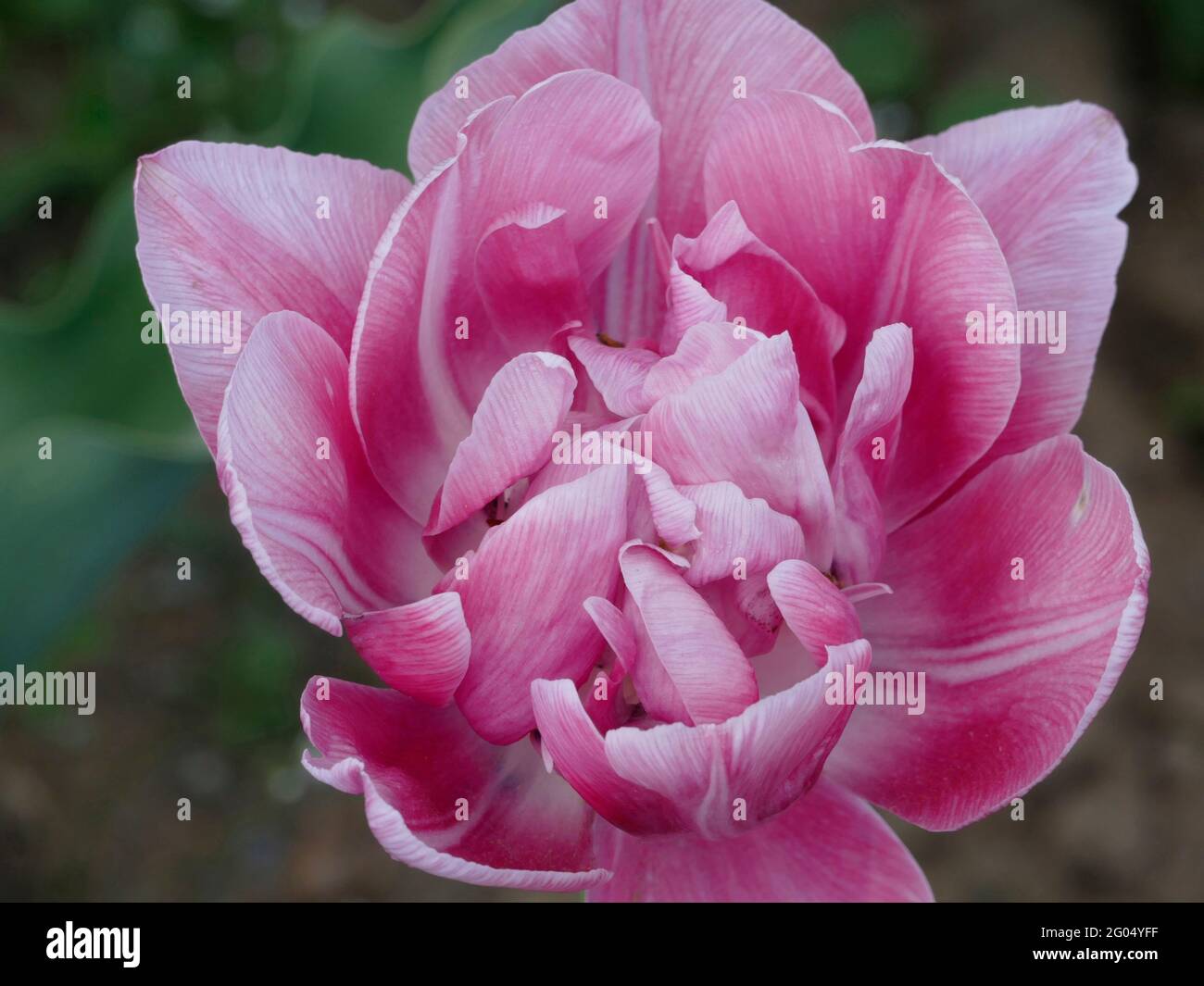 Tulipa backpacker hi-res stock photography and images - Alamy
