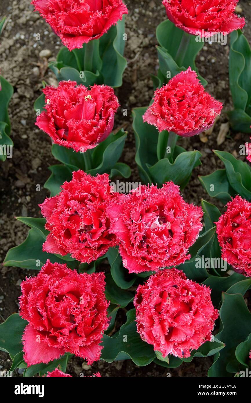 Double Fringed Red Bendigo Anfield Tulips Stock Photo - Alamy