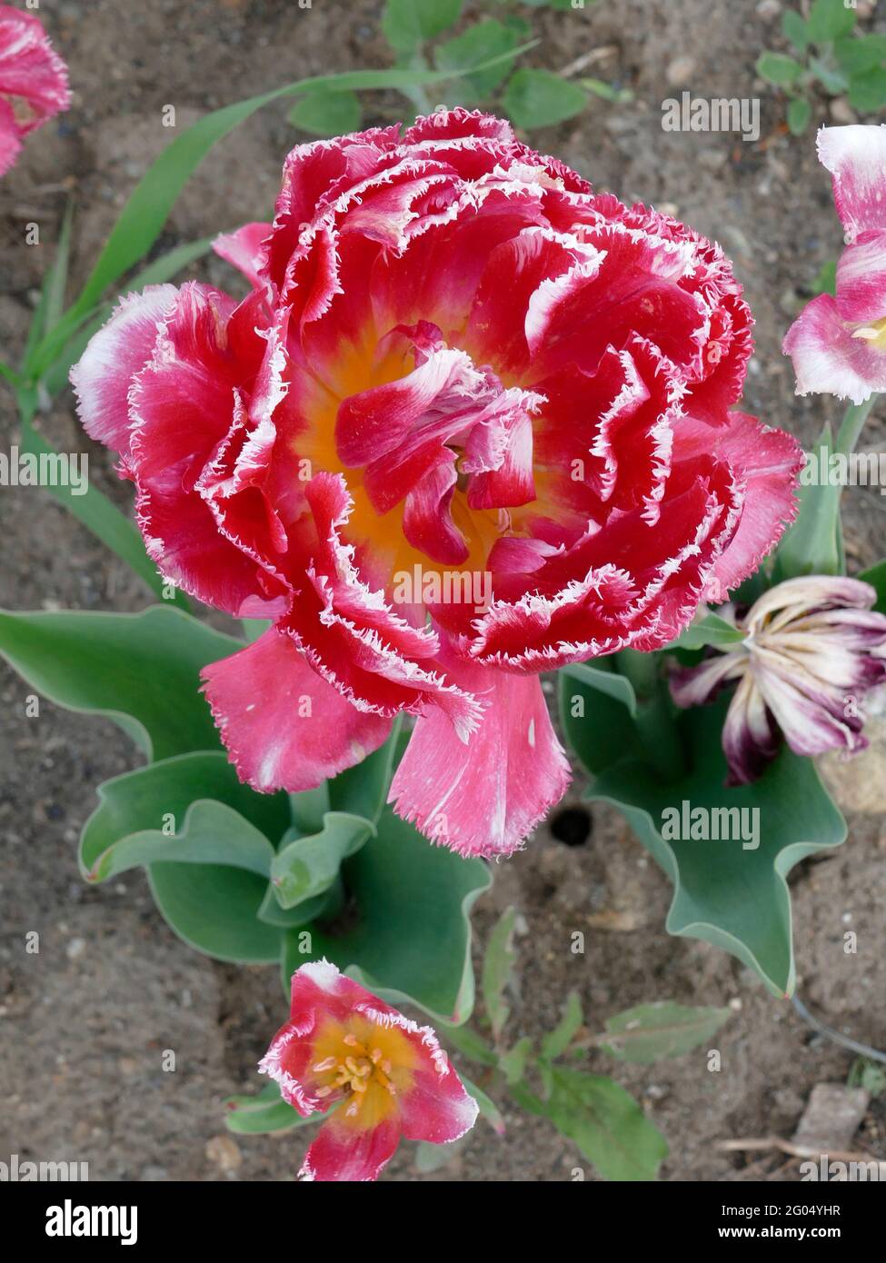 Tulip crispion sweet hi-res stock photography and images - Alamy