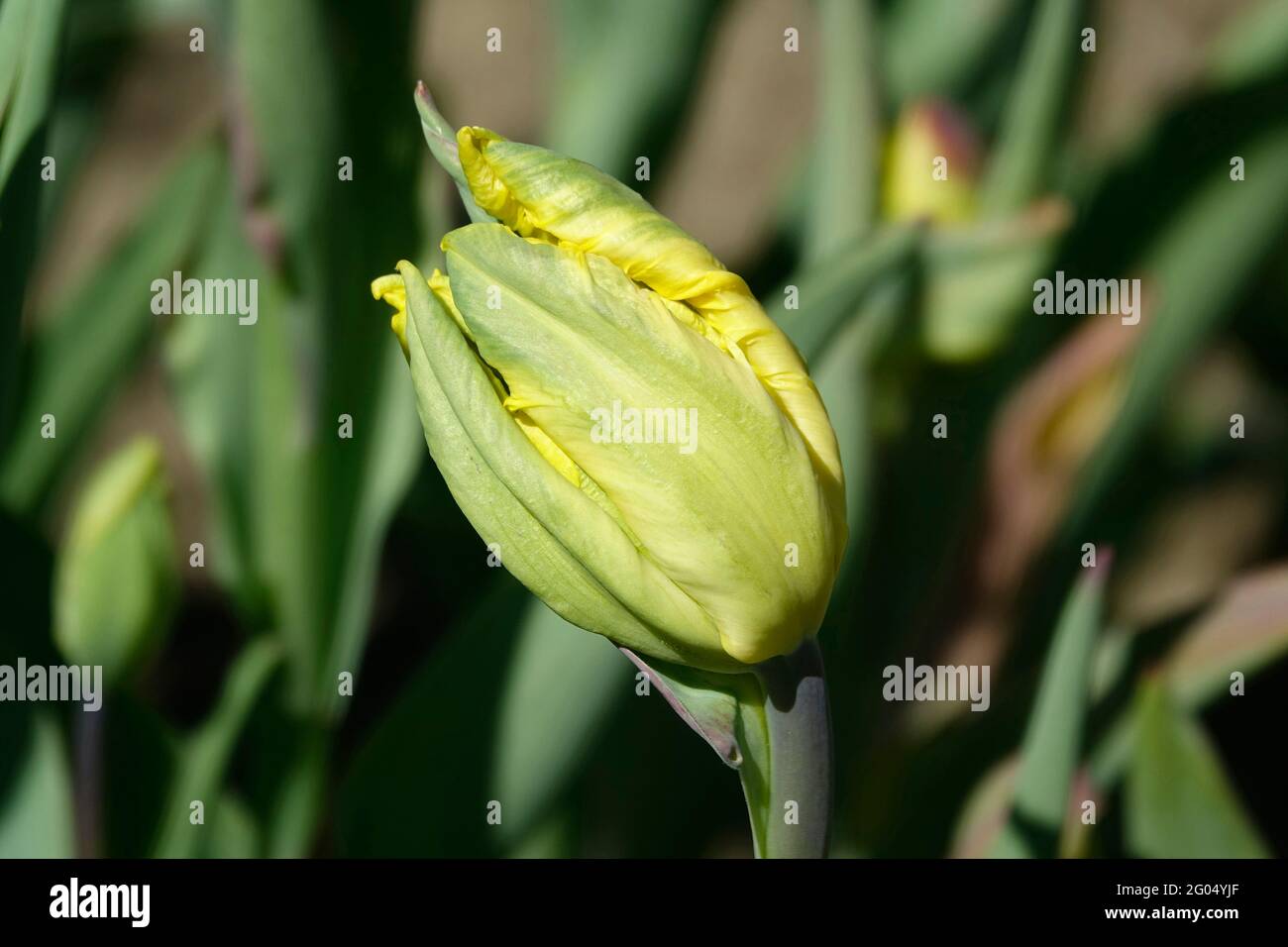 Jan van nes parrot hi-res stock photography and images - Alamy