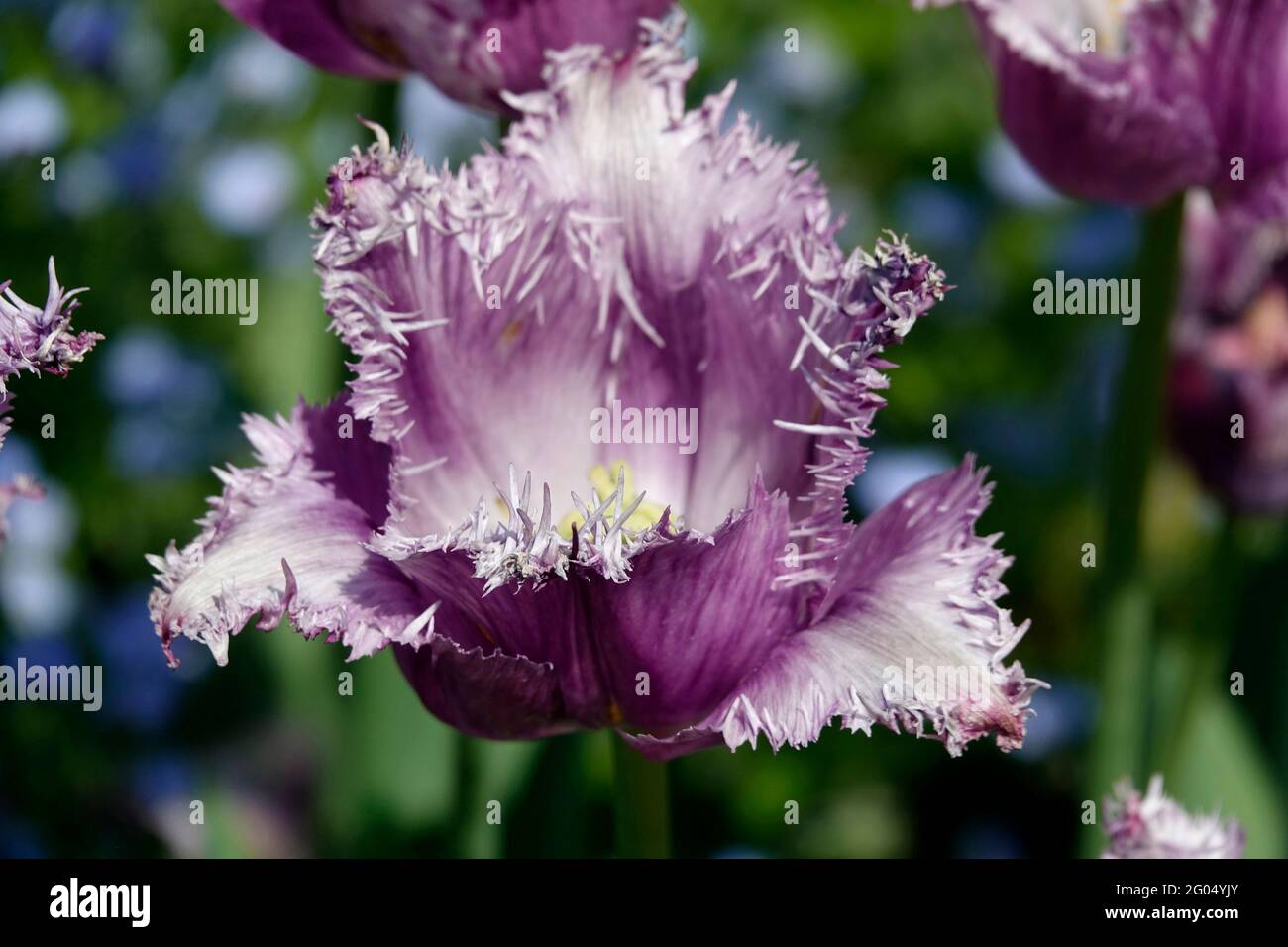 Fringed tulip purple circus hi-res stock photography and images - Alamy