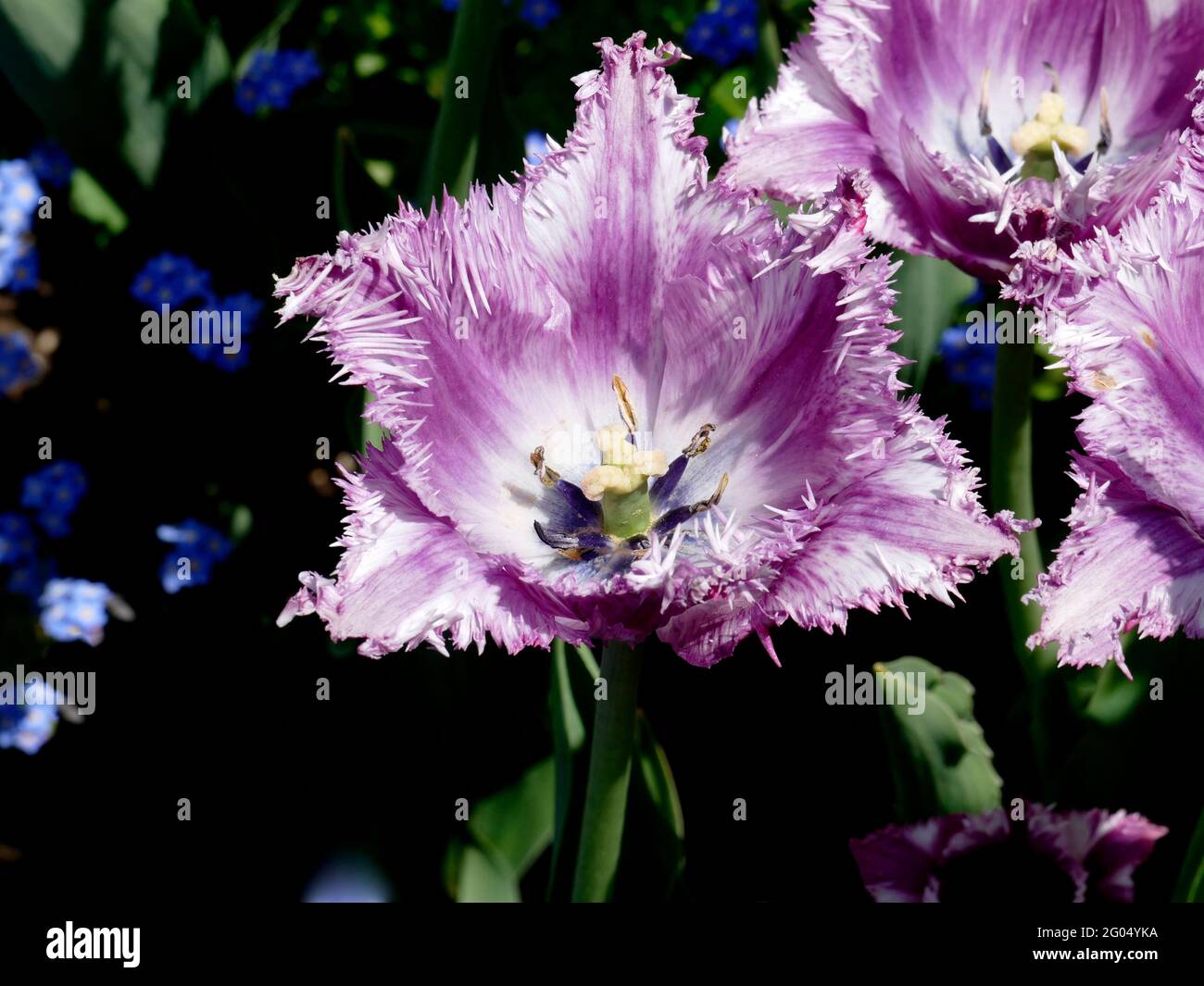 Fringed tulip purple circus hi-res stock photography and images - Alamy
