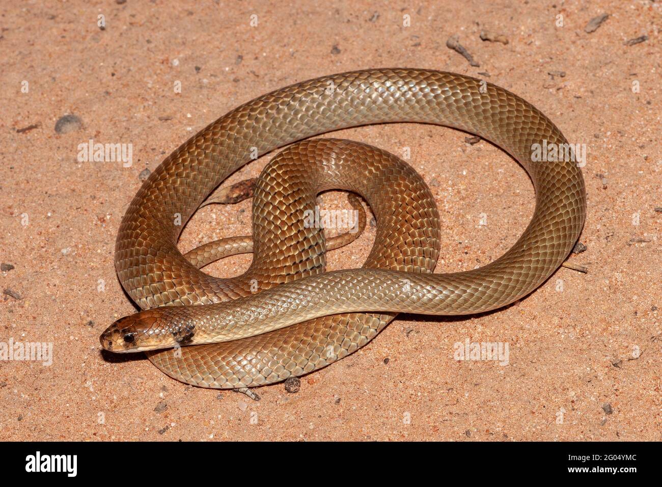 Ringed brown snake hi-res stock photography and images - Alamy