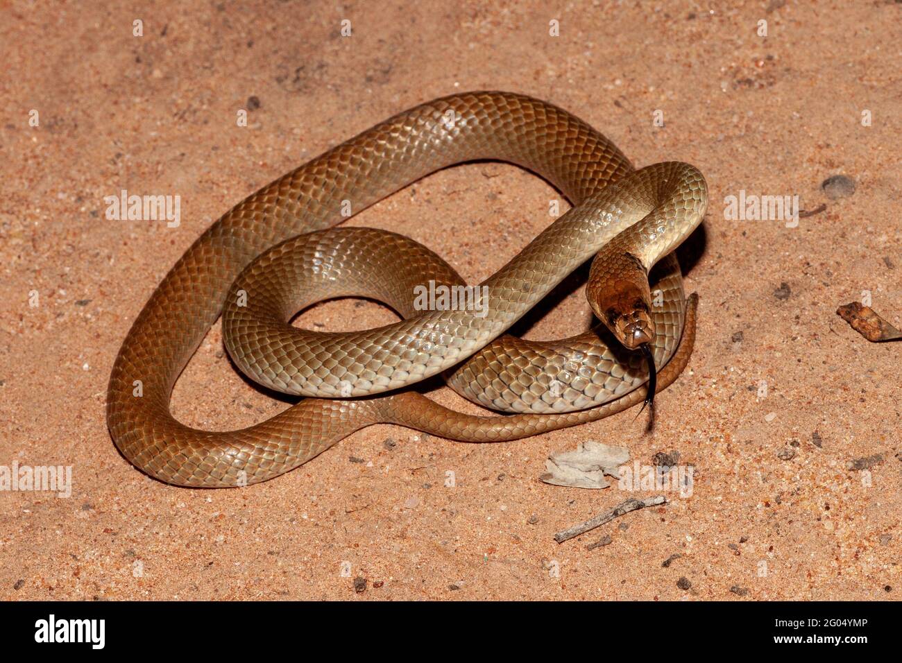 Australain Ringed-brown Snake flickering tongue Stock Photo - Alamy